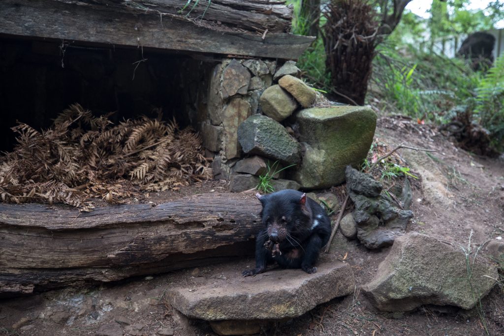 15 Most Amazing Animal Encounters in Australia - The Ginger Wanderlust