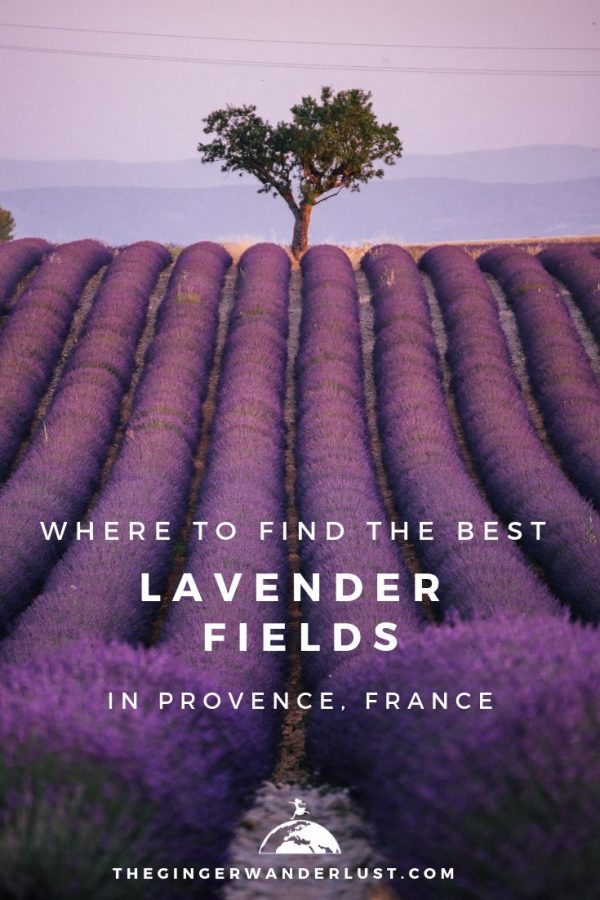 Where to Find the Best Lavender Fields in Provence - The Ginger Wanderlust